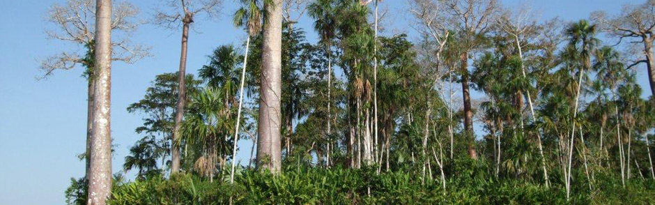 Teak! Etiskt sparande i skogsaktier - Forwood AB